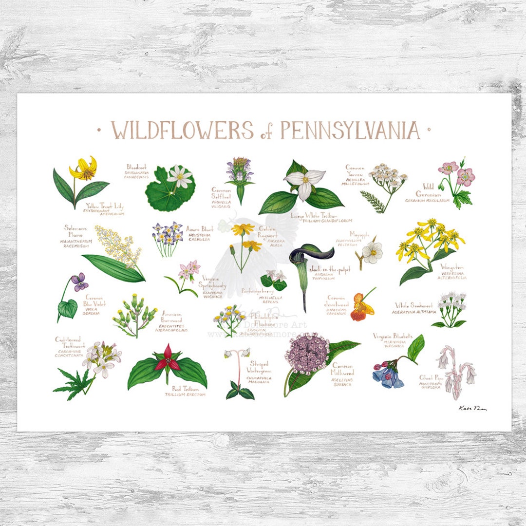 Pennsylvania Wildflowers Field Guide Art Print / Common Flowers of ...