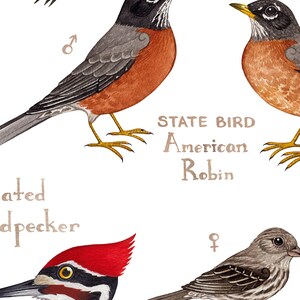 Michigan Backyard Birds Field Guide Art Print / Watercolor Painting ...