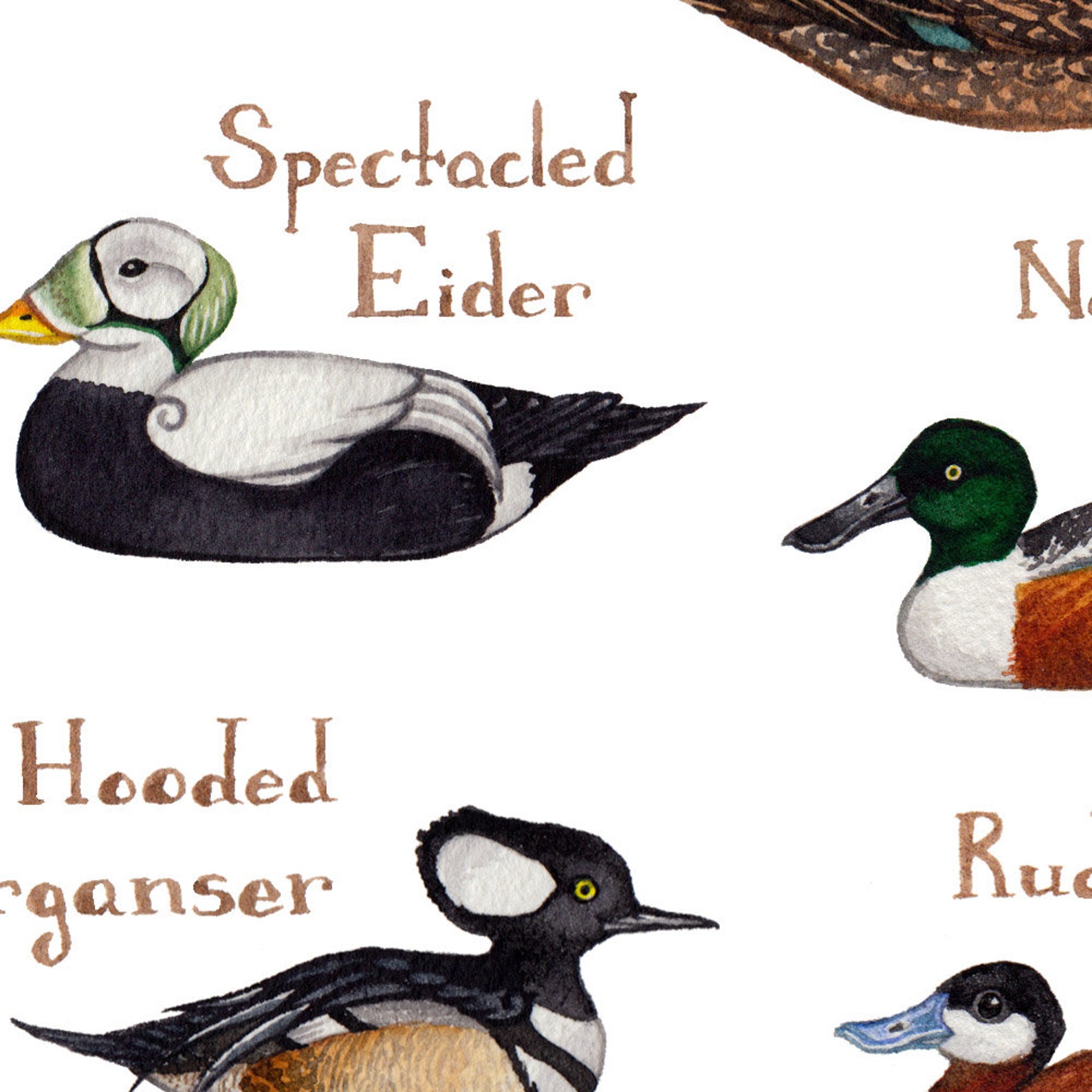 Ducks of North America Field Guide Art Print / Water Birds Poster ...