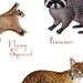 Iowa Mammals Field Guide Art Print / Animals of Iowa / Watercolor ...