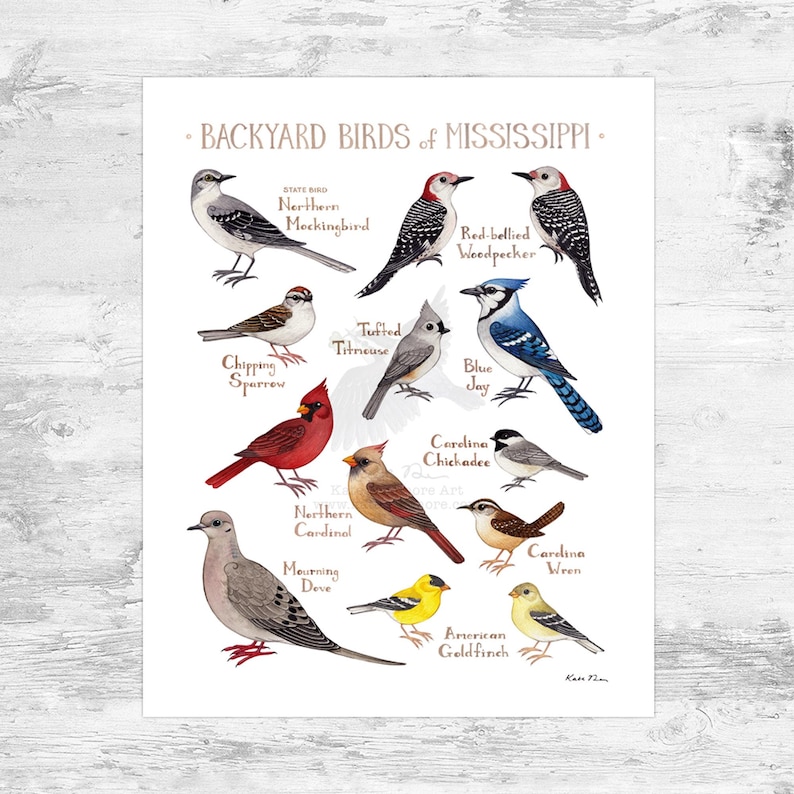 Mississippi Backyard Birds Field Guide Art Print Mini 8x10 - Etsy