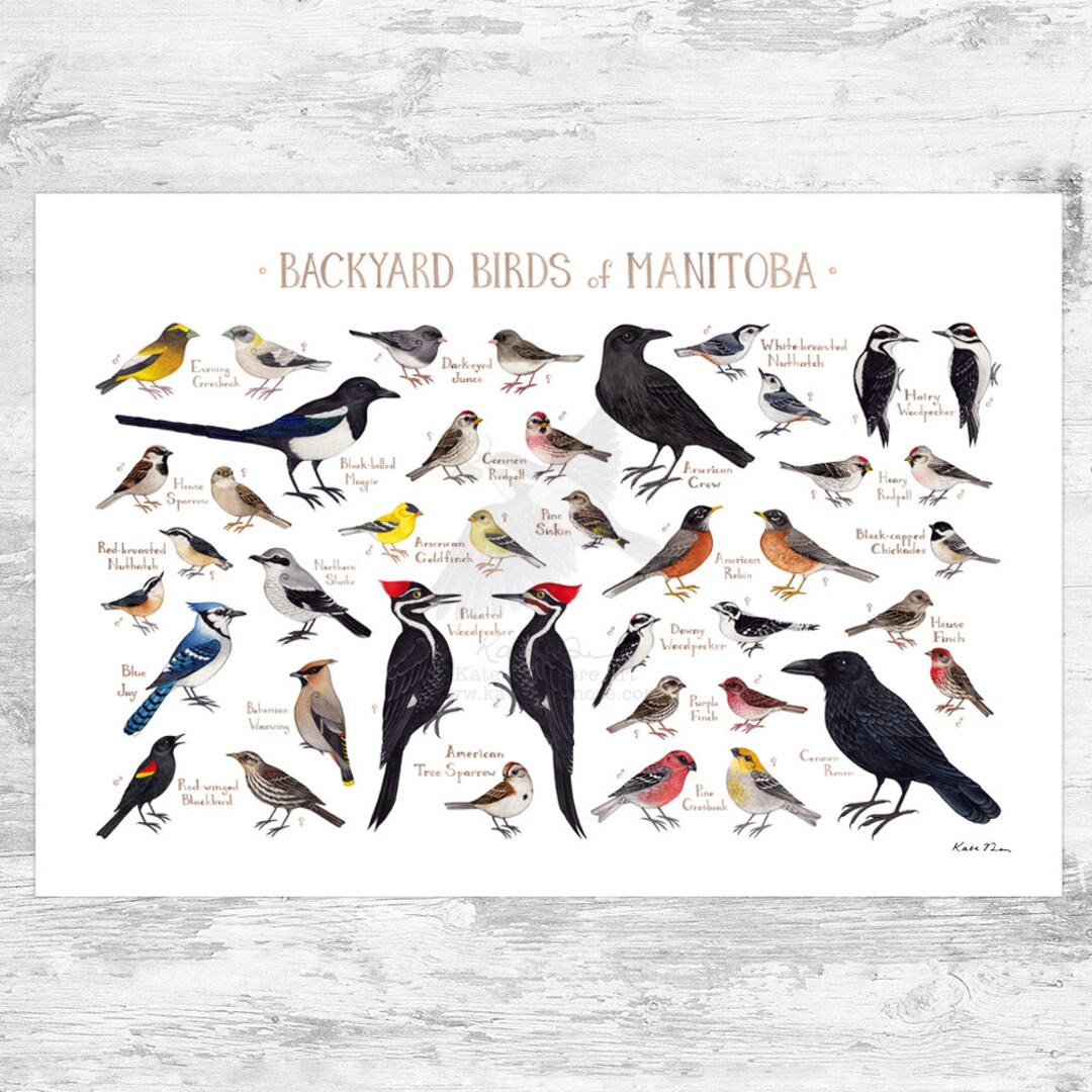 Manitoba Backyard Birds Field Guide Art Print / Watercolor Painting ...