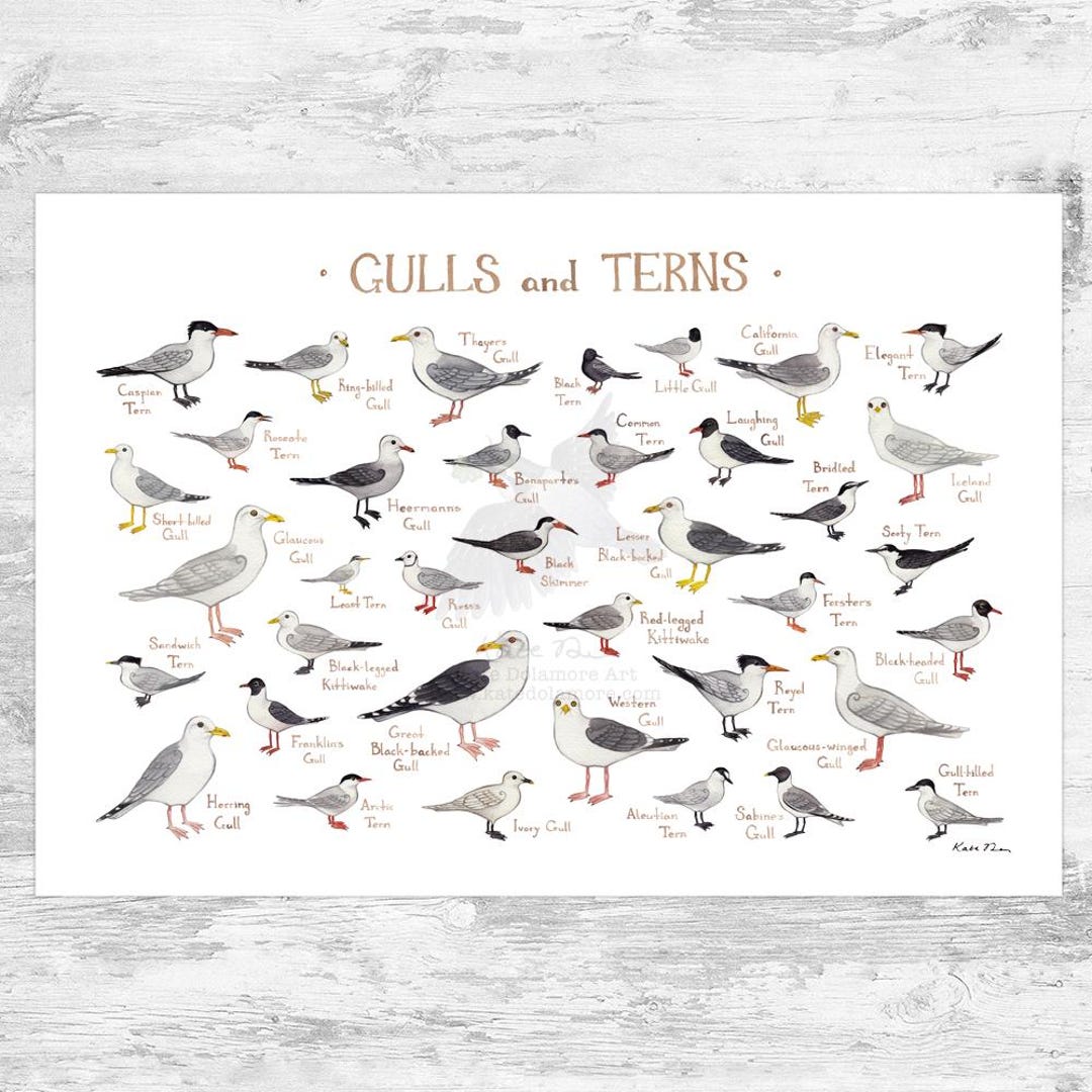 Gulls & Terns of North America Field Guide Art Print / Coastal Beach ...