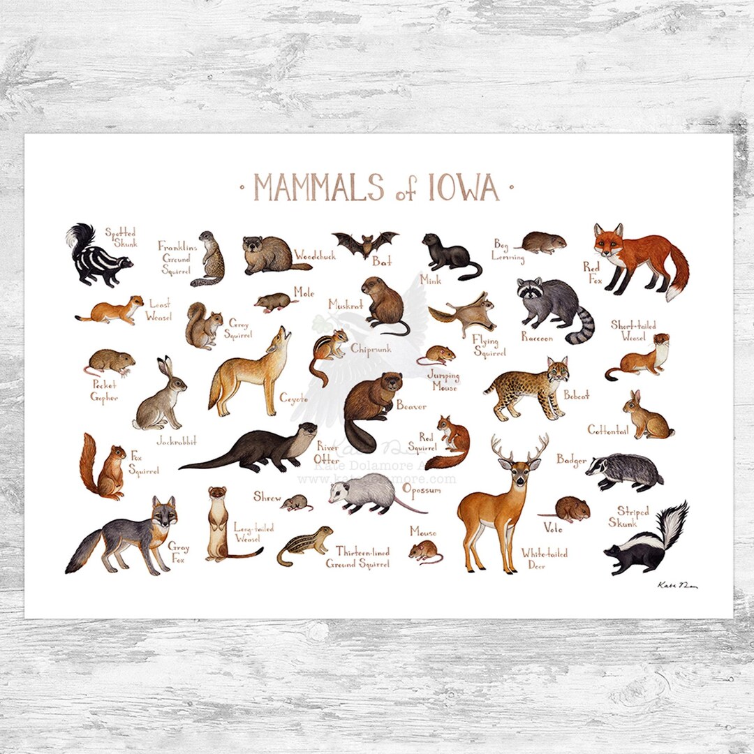 Iowa Mammals Field Guide Art Print / Animals of Iowa / Watercolor ...