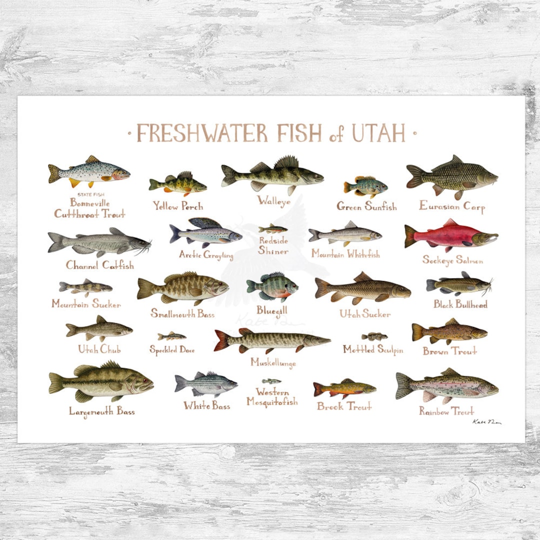 Utah Freshwater Fish Field Guide Art Print / Fish Nature Study Poster ...