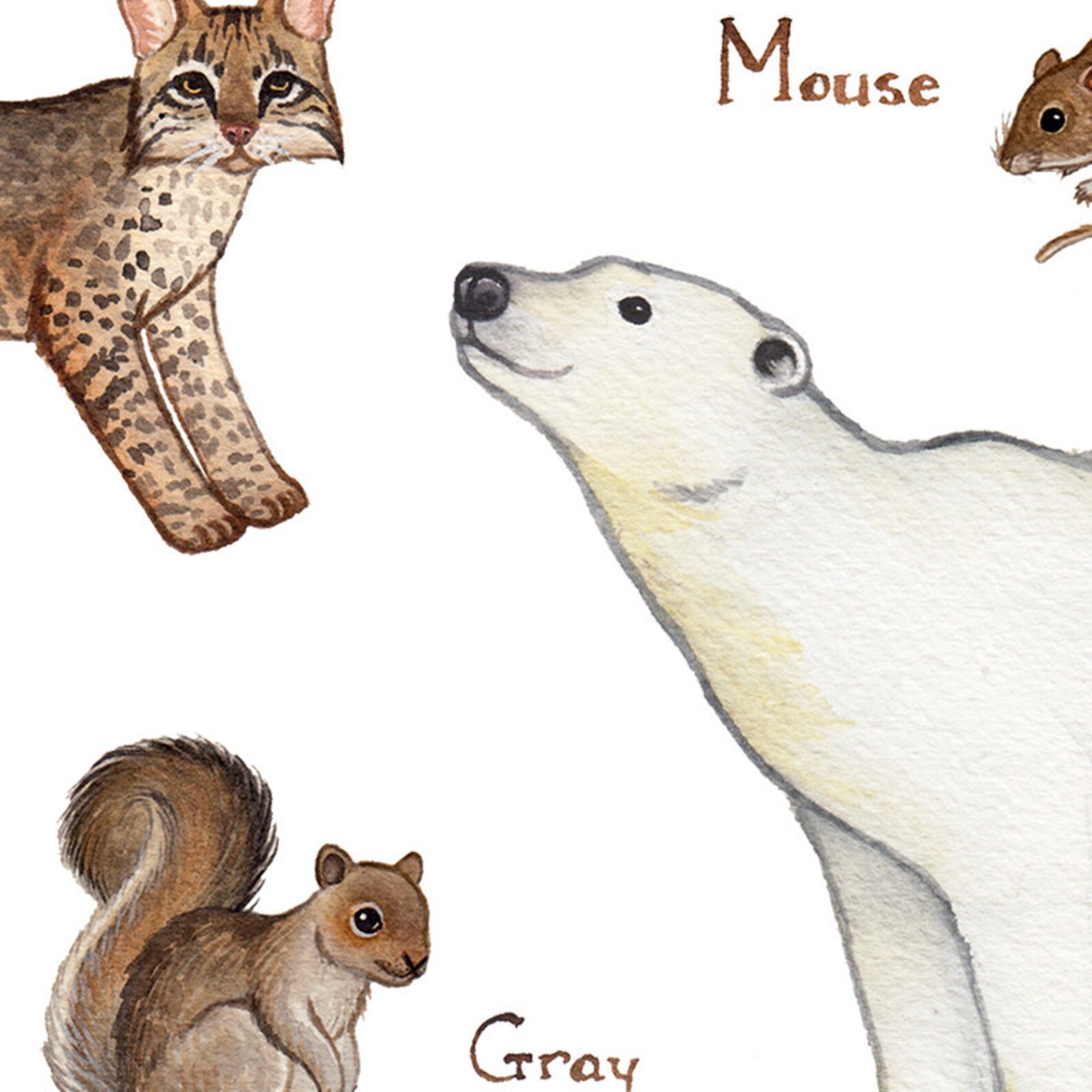 Ontario Land Mammals Field Guide Art Print / Animals of | Etsy