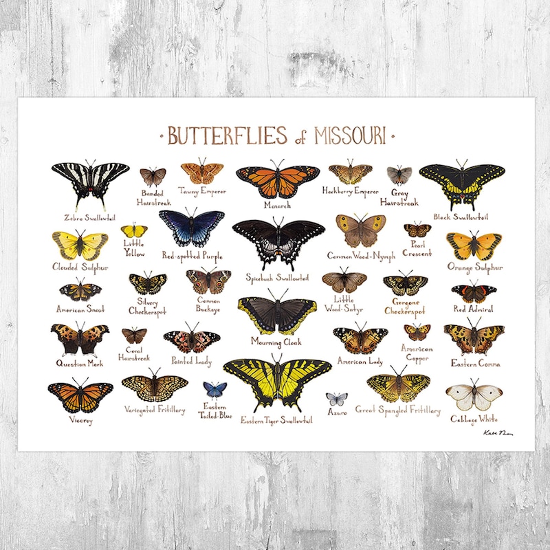 Butterfly Poster - Etsy
