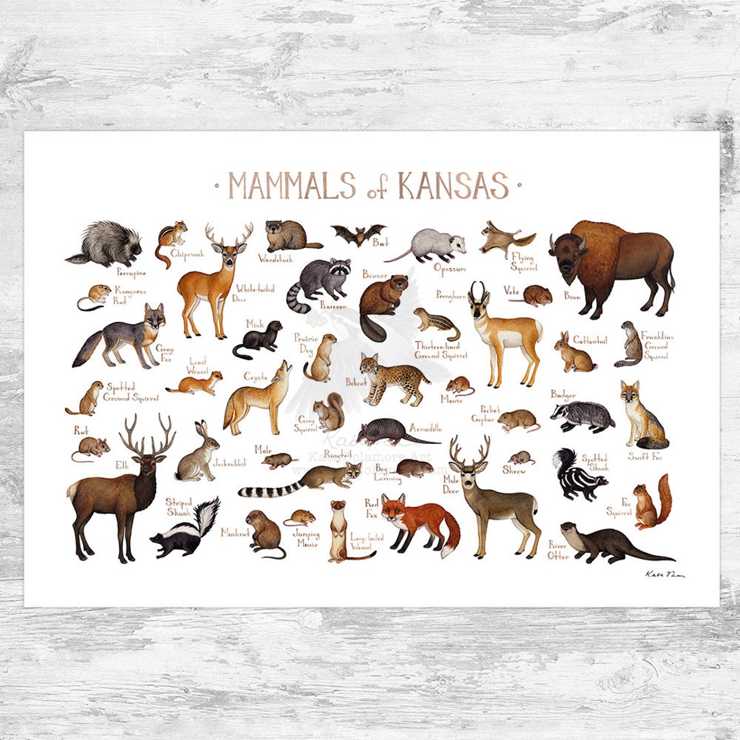 Kansas Mammals Field Guide Art Print / Animals of Kansas / Watercolor ...
