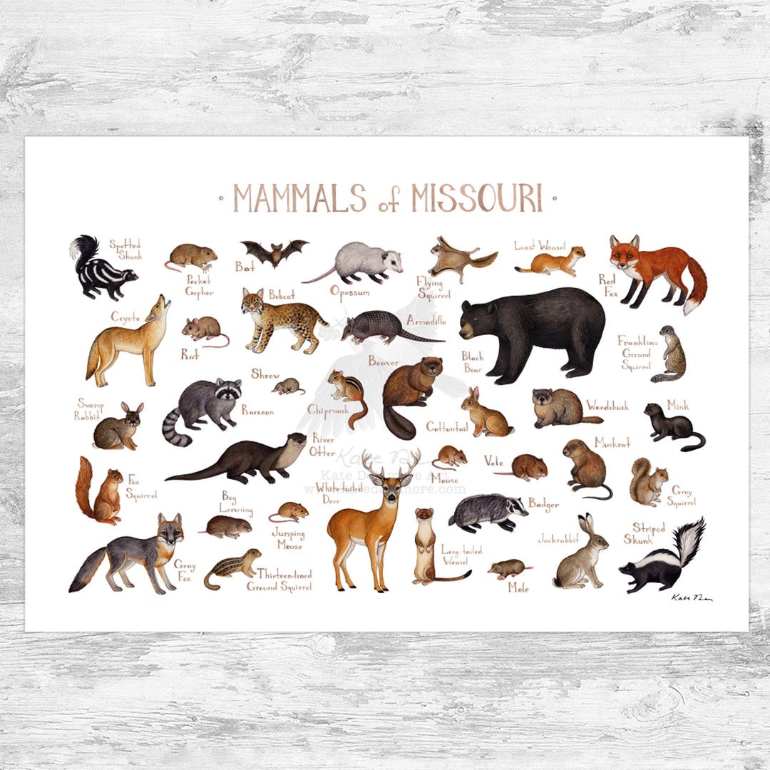 Missouri Mammals Field Guide Art Print / Animals of Missouri ...