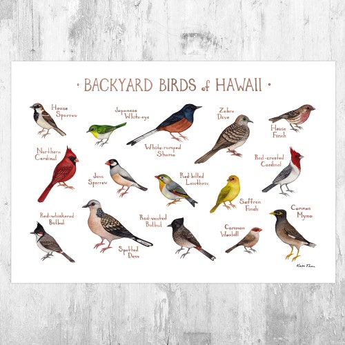 Colorado Backyard Birds Field Guide Art Print / Watercolor - Etsy