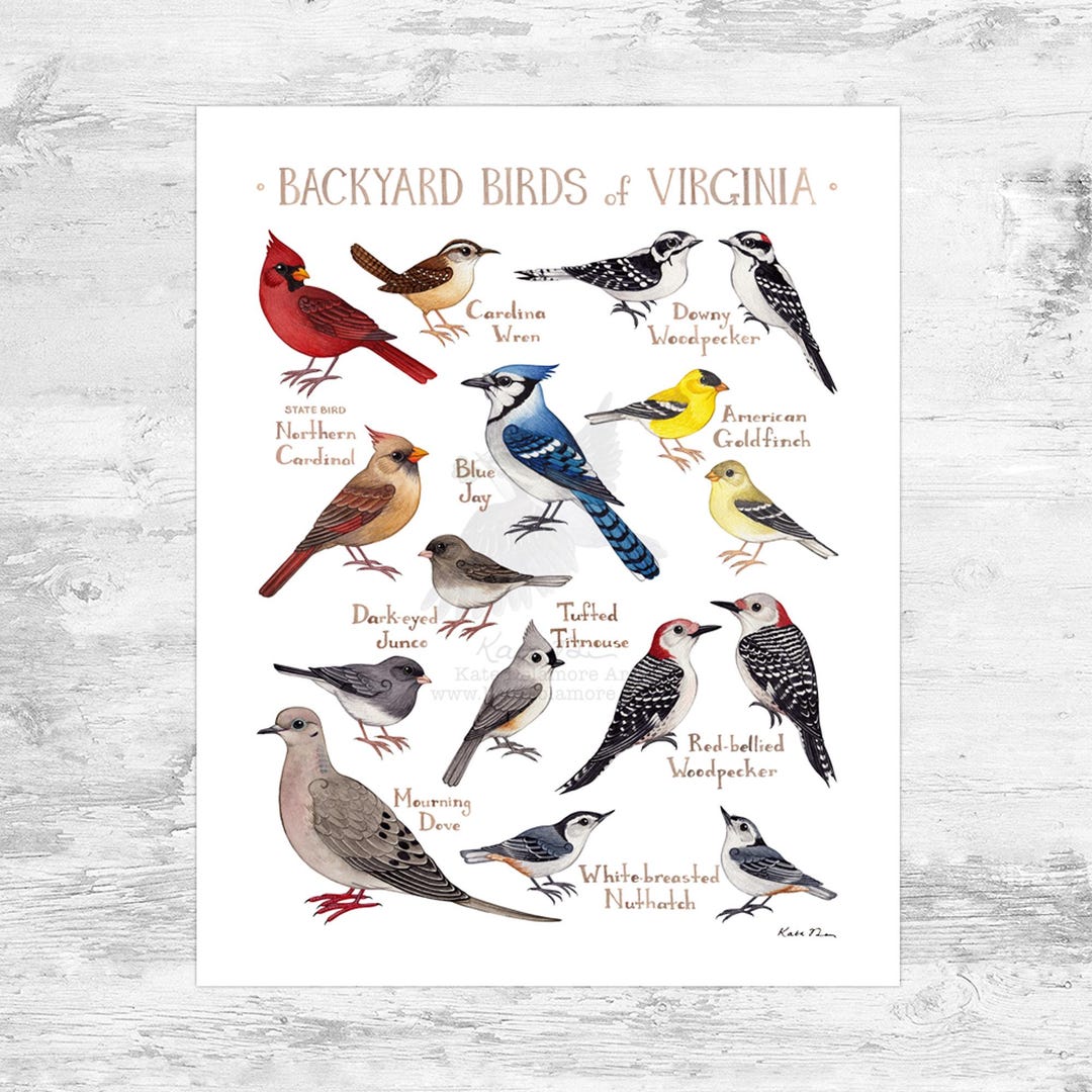 Virginia Backyard Birds Field Guide Art Print Mini 8x10 - Etsy