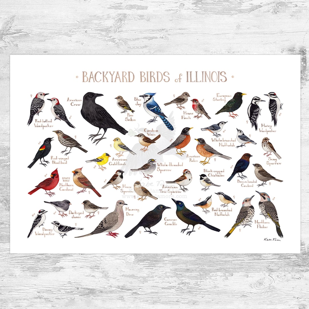 Illinois Backyard Birds Field Guide Art Print / Watercolor Painting ...