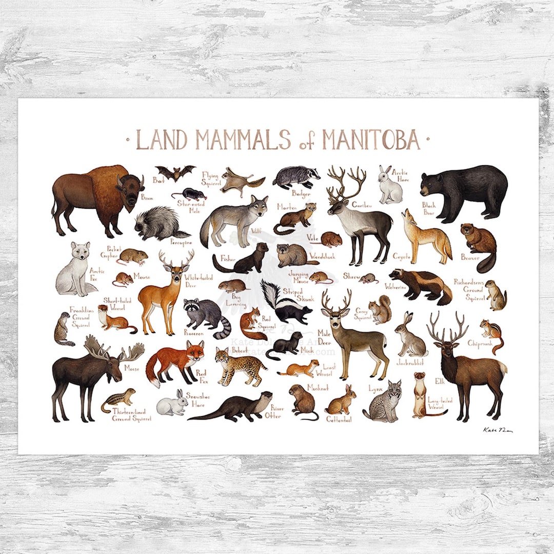 Manitoba Mammals Field Guide Art Print / Animals of Canada / Canadian ...