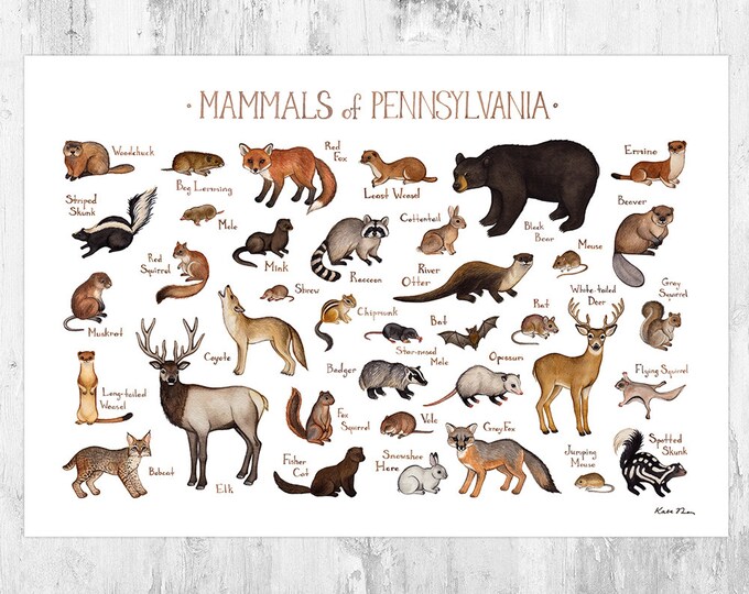Pennsylvania Mammals Field Guide Art Print / Animals of - Etsy