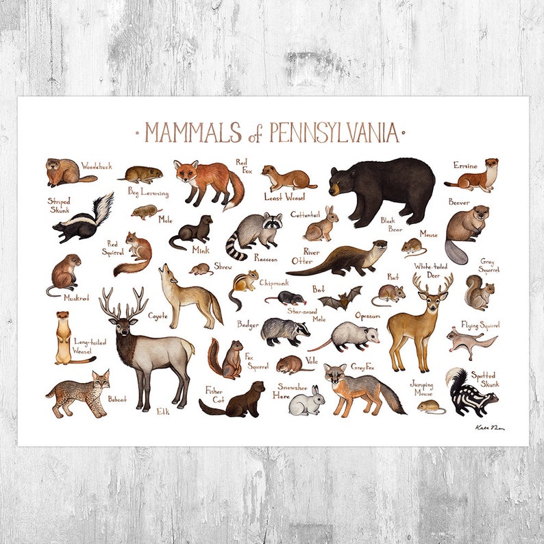 Pennsylvania Mammals Field Guide Art Print / Animals of - Etsy