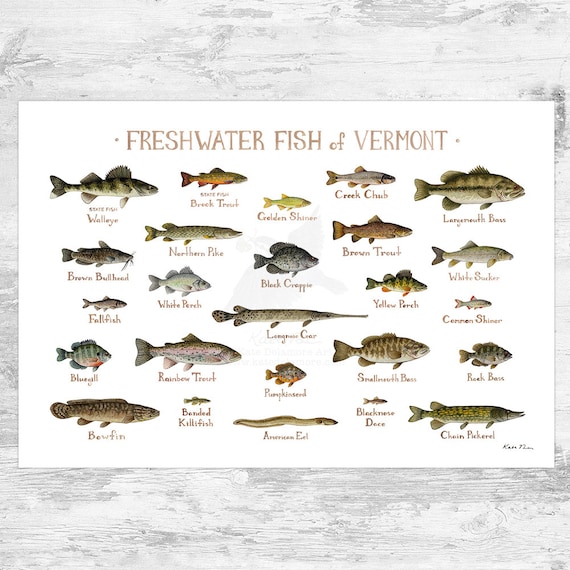 Vermont Freshwater Fish Field Guide Art Print / Fish Nature - Etsy