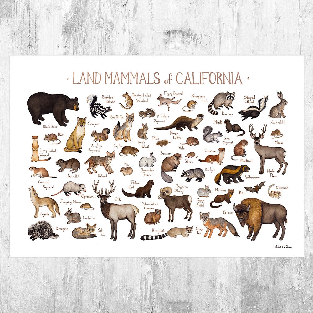 California Land Mammals Field Guide Art Print / Animals of | Etsy