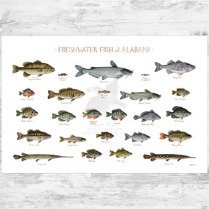Alabama Freshwater Fish Field Guide Art Print / Fish Nature Study ...