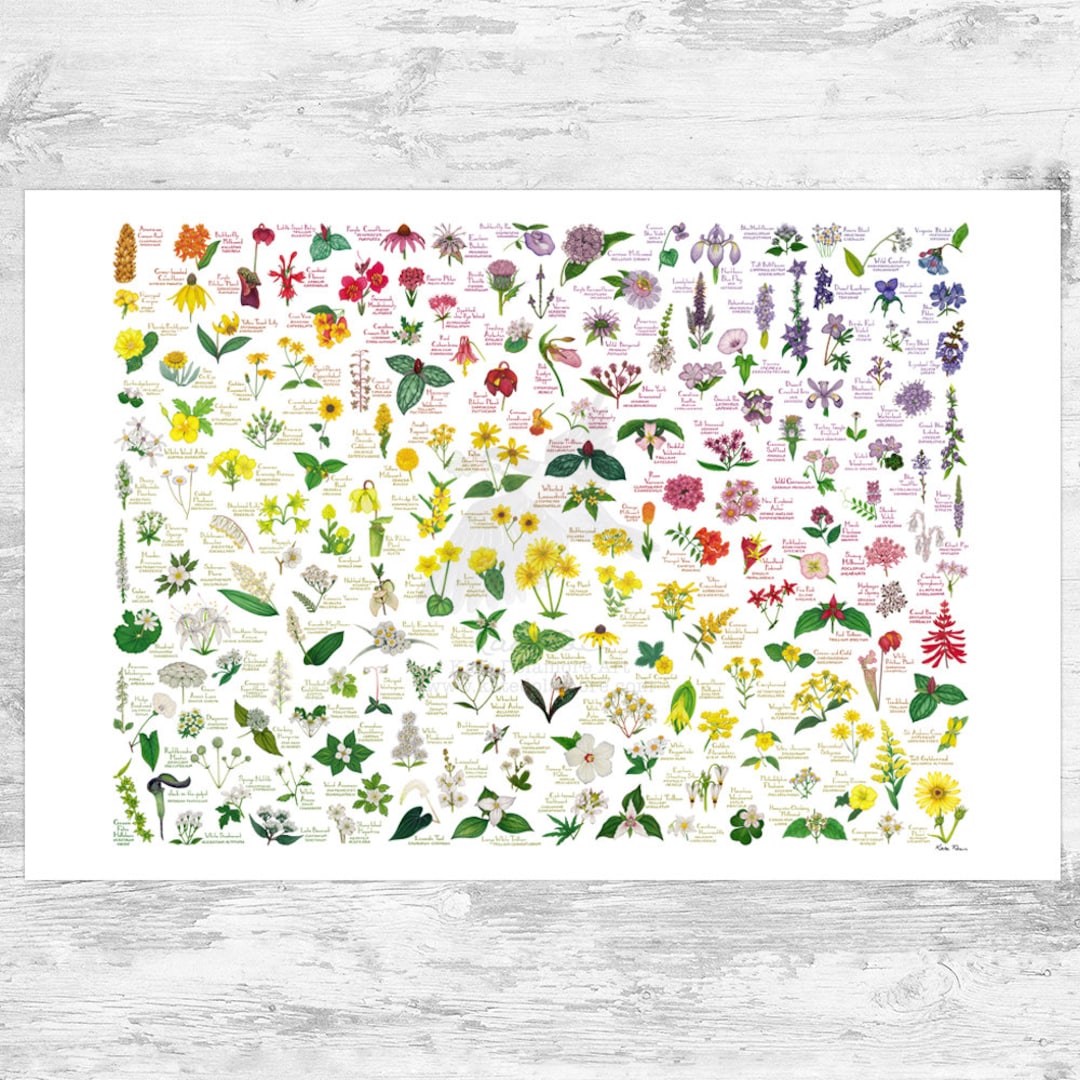 Wildflowers of the Eastern US Rainbow Art Print / Eastern United States ...