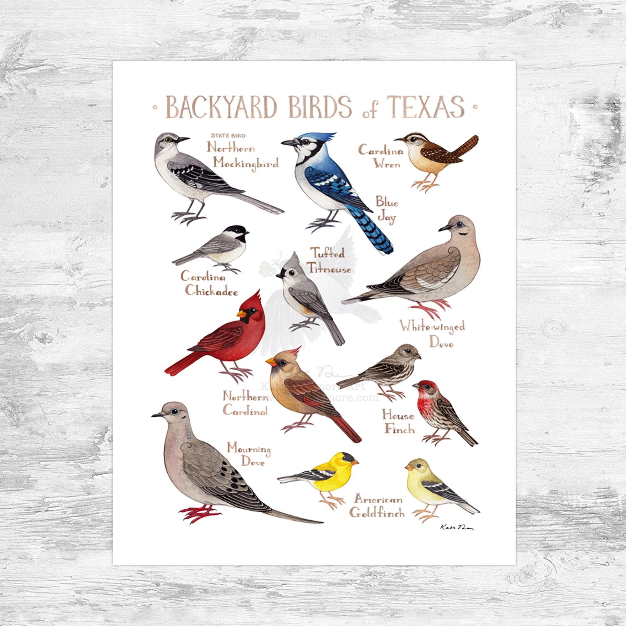 Texas Backyard Birds Field Guide Art Print Mini 8x10 - Etsy
