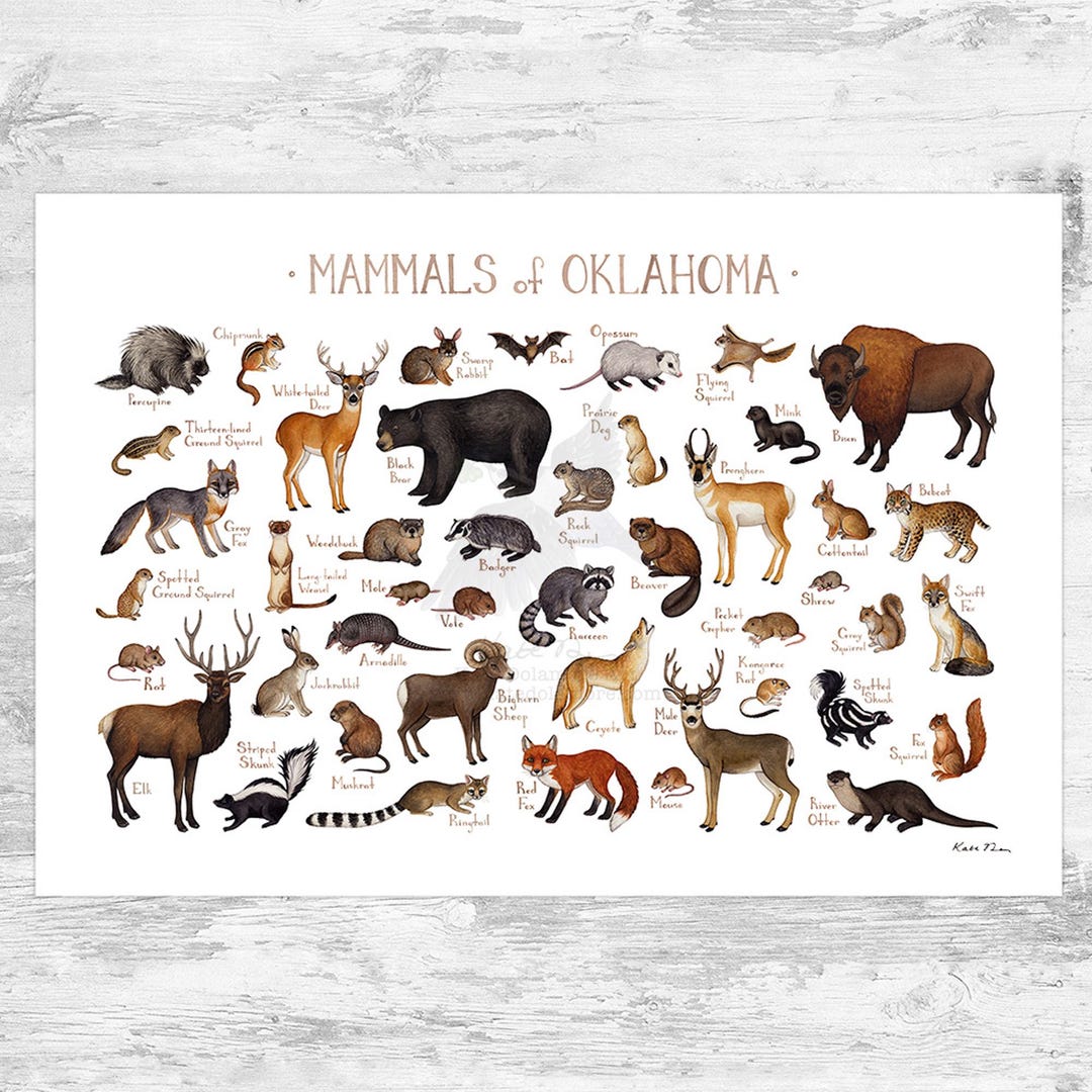 Oklahoma Mammals Field Guide Art Print / Animals of Oklahoma ...