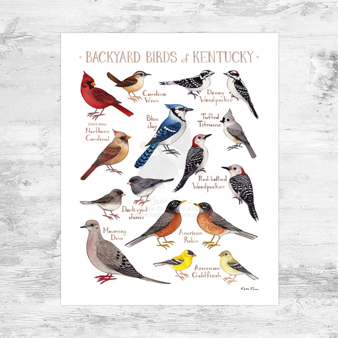 Kentucky Backyard Birds Field Guide Art Print Mini 8x10 - Etsy