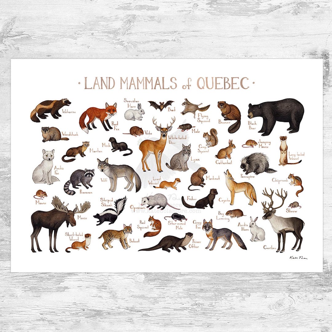 Quebec Land Mammals Field Guide Art Print / Animals of Canada ...