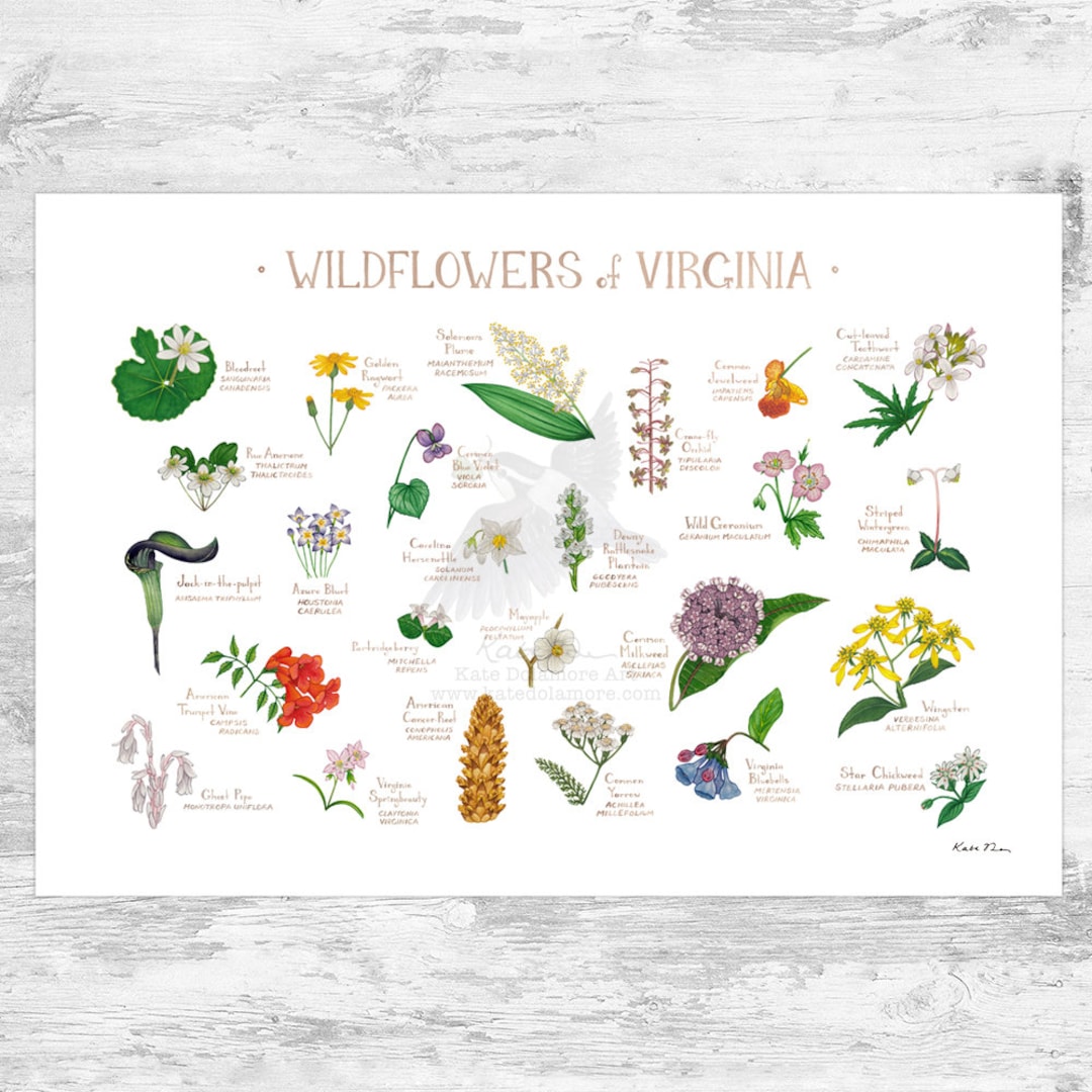 Virginia Wildflowers Field Guide Art Print / Common Flowers of Virginia ...