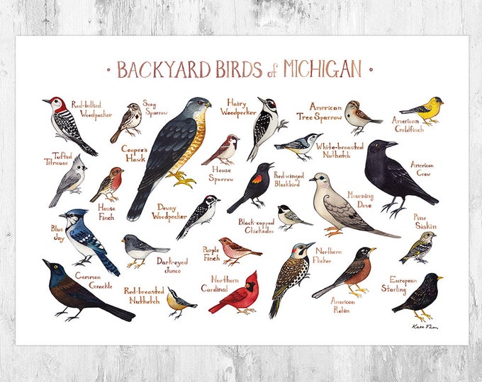 Michigan Backyard Birds Field Guide Art Print / Watercolor - Etsy