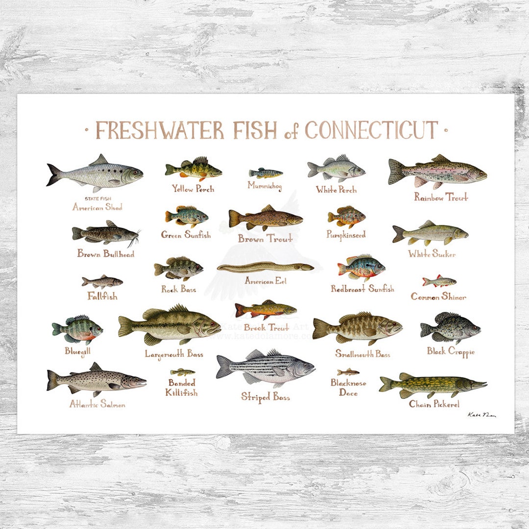 Connecticut Freshwater Fish Field Guide Art Print / Fish Nature Study ...