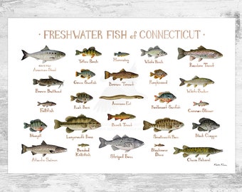 Freshwater Fish of Connecticut - Etsy