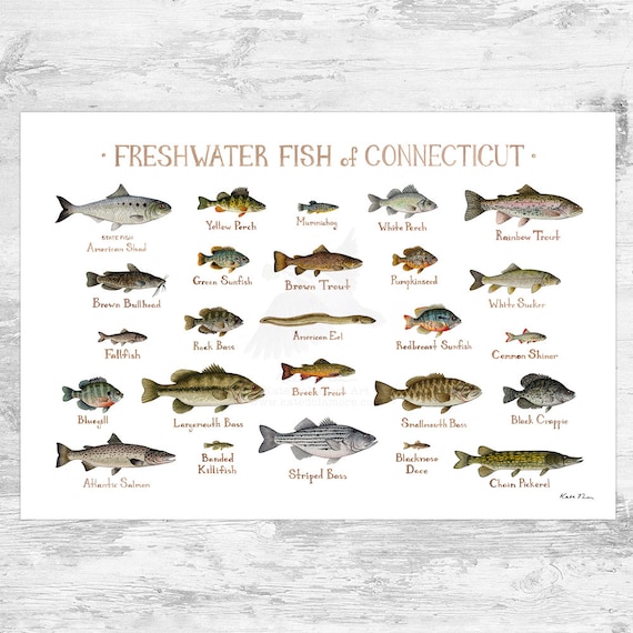 Connecticut Freshwater Fish Field Guide Art Print / Fish | Etsy