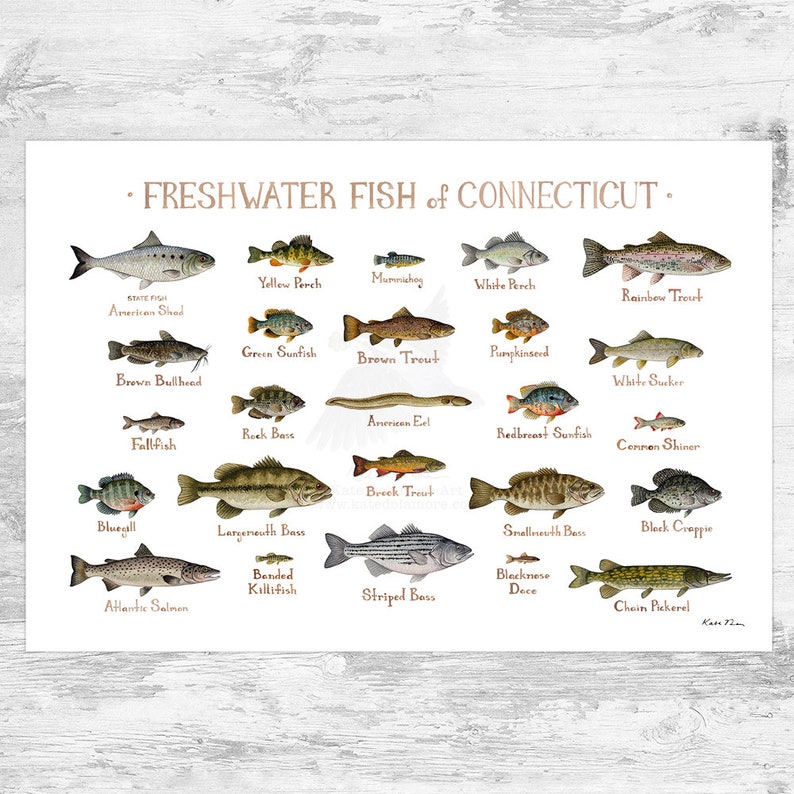 Connecticut Freshwater Fish Field Guide Art Print / Fish | Etsy