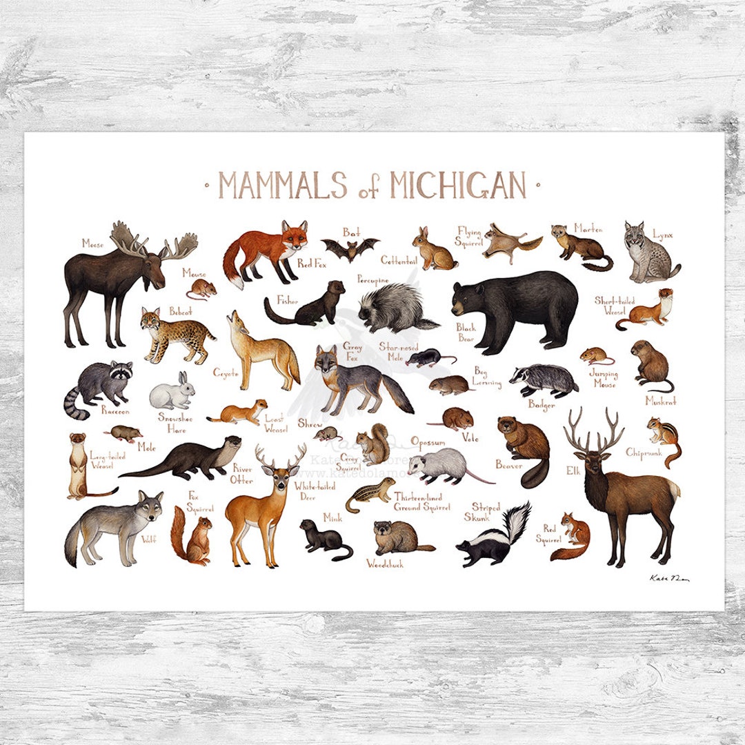 Michigan Mammals Field Guide Art Print / Animals of Michigan ...