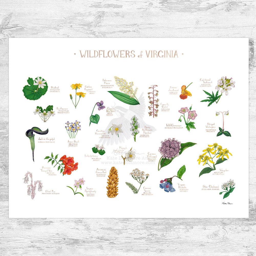 Virginia Wildflowers Field Guide Art Print / Common Flowers of Virginia ...