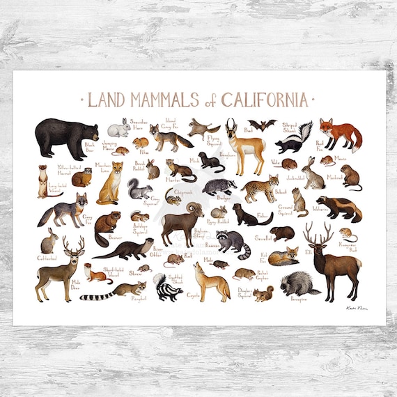 Terrestrial Animals Pictures Chart