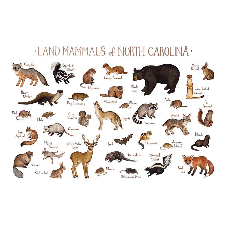 North Carolina Land Mammals Field Guide Art Print / Animals | Etsy