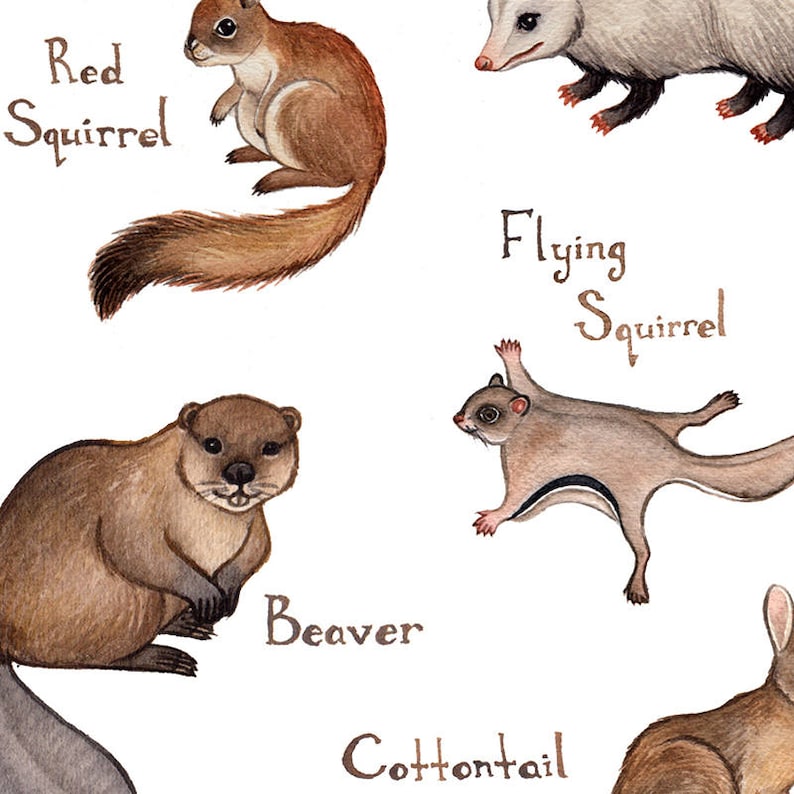 North Carolina Land Mammals Field Guide Art Print / Animals | Etsy