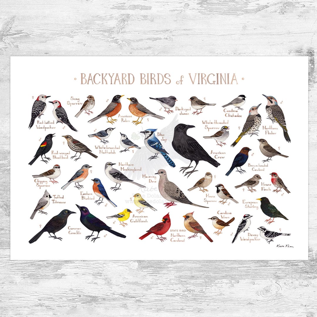 Virginia Backyard Birds Field Guide Art Print / Watercolor Painting ...