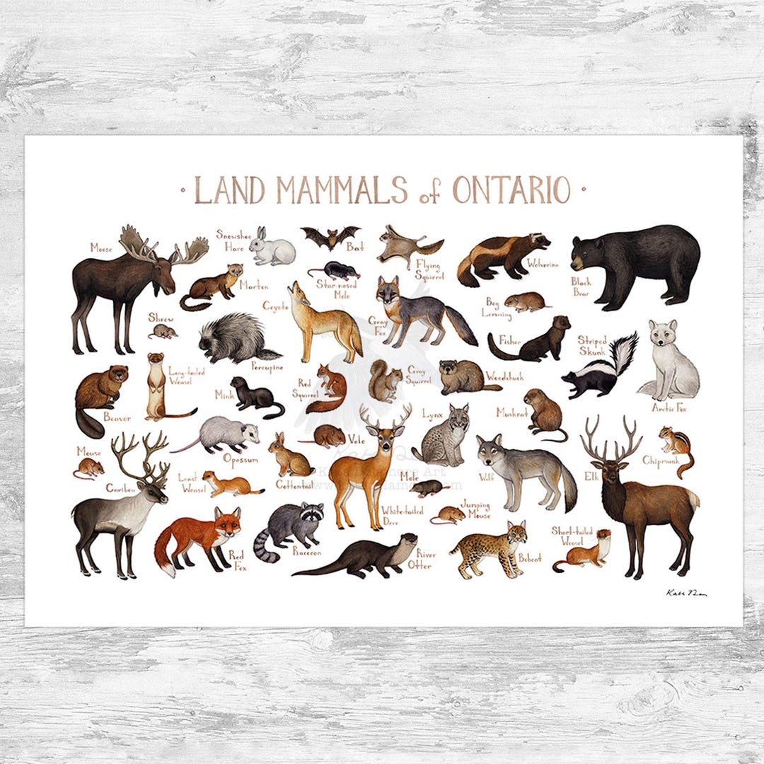 Ontario Land Mammals Field Guide Art Print / Animals of Canada ...