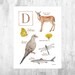 Letter d Nature Alphabet Art Print / Monogram / - Etsy