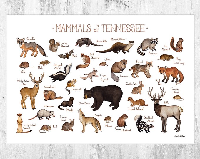Tennessee Mammals Field Guide Art Print / Animals of Tennessee ...
