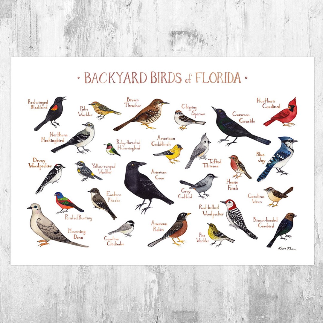 Florida Backyard Birds Field Guide Art Print / Watercolor - Etsy