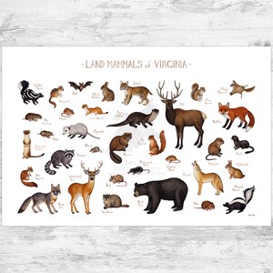 Virginia Land Mammals Field Guide Art Print / Animals of Virginia ...