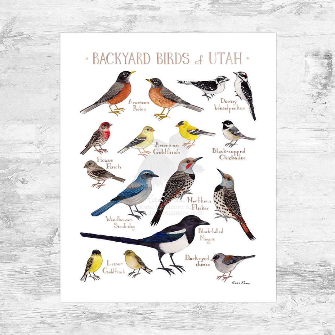 Utah Backyard Birds Field Guide Art Print Mini 8x10 - Etsy