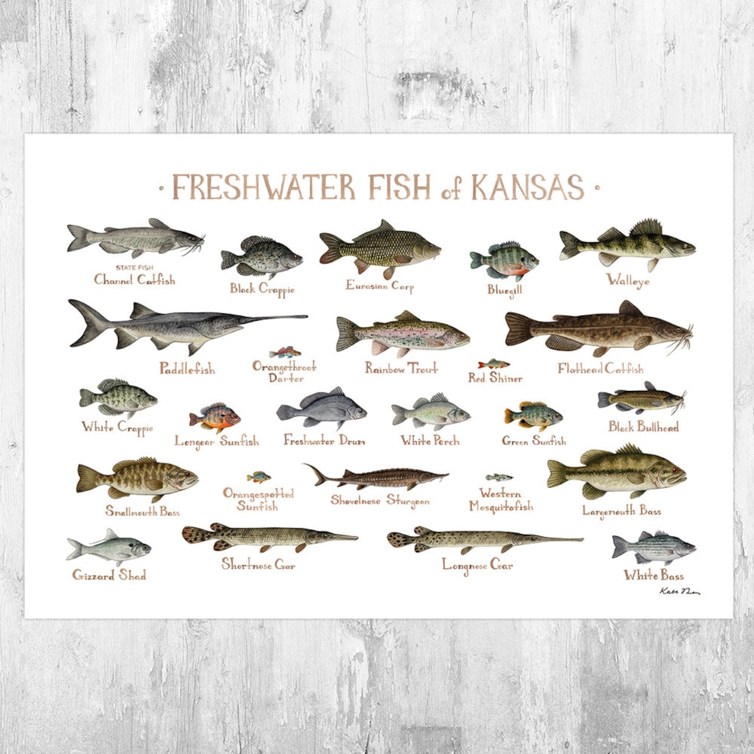 Kansas Freshwater Fish Field Guide Art Print / Fish Nature Study Poster ...