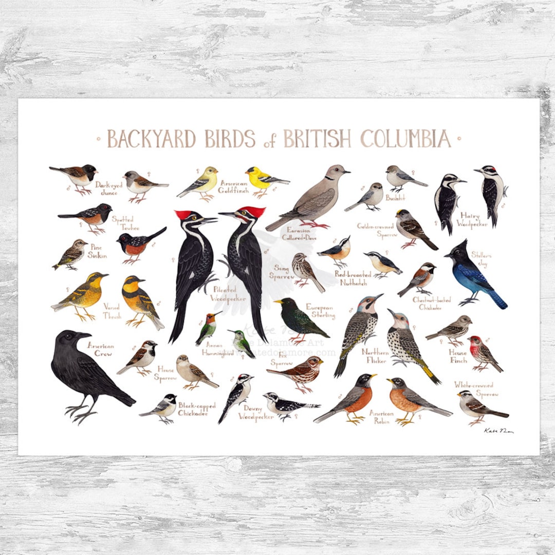 British Columbia Backyard Birds Field Guide Art Print / Watercolor ...