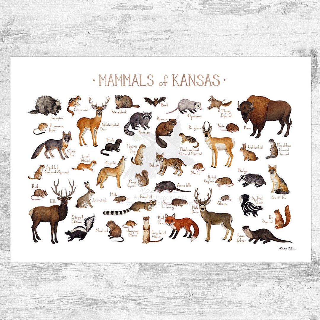 Kansas Mammals Field Guide Art Print / Animals of Kansas / Watercolor ...