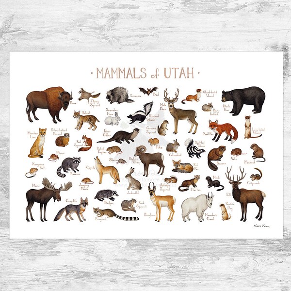 Animal Guide Art - Etsy