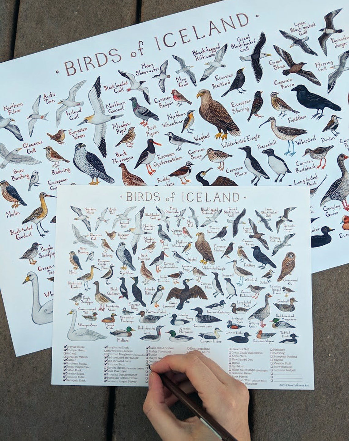 Icelandic Birds Field Guide Art Print With Bonus Birds of | Etsy